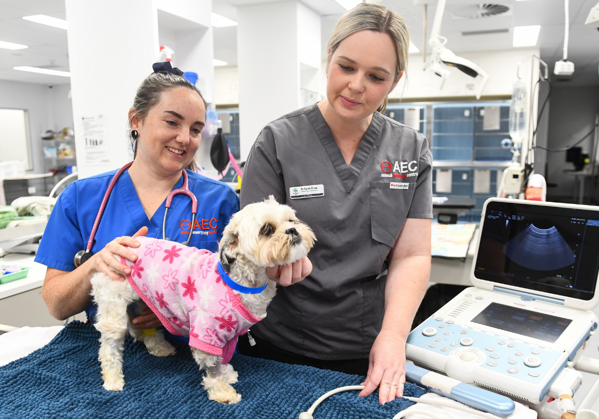 Emergency Vets & Animal Hospitals in Brisbane - Open 24Hrs